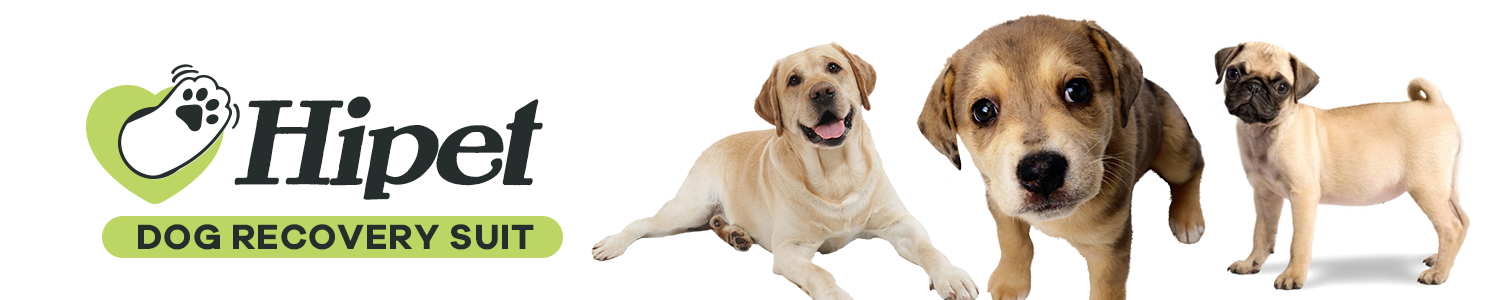Amazon.ca: Hipet: Dog Recovery Suit