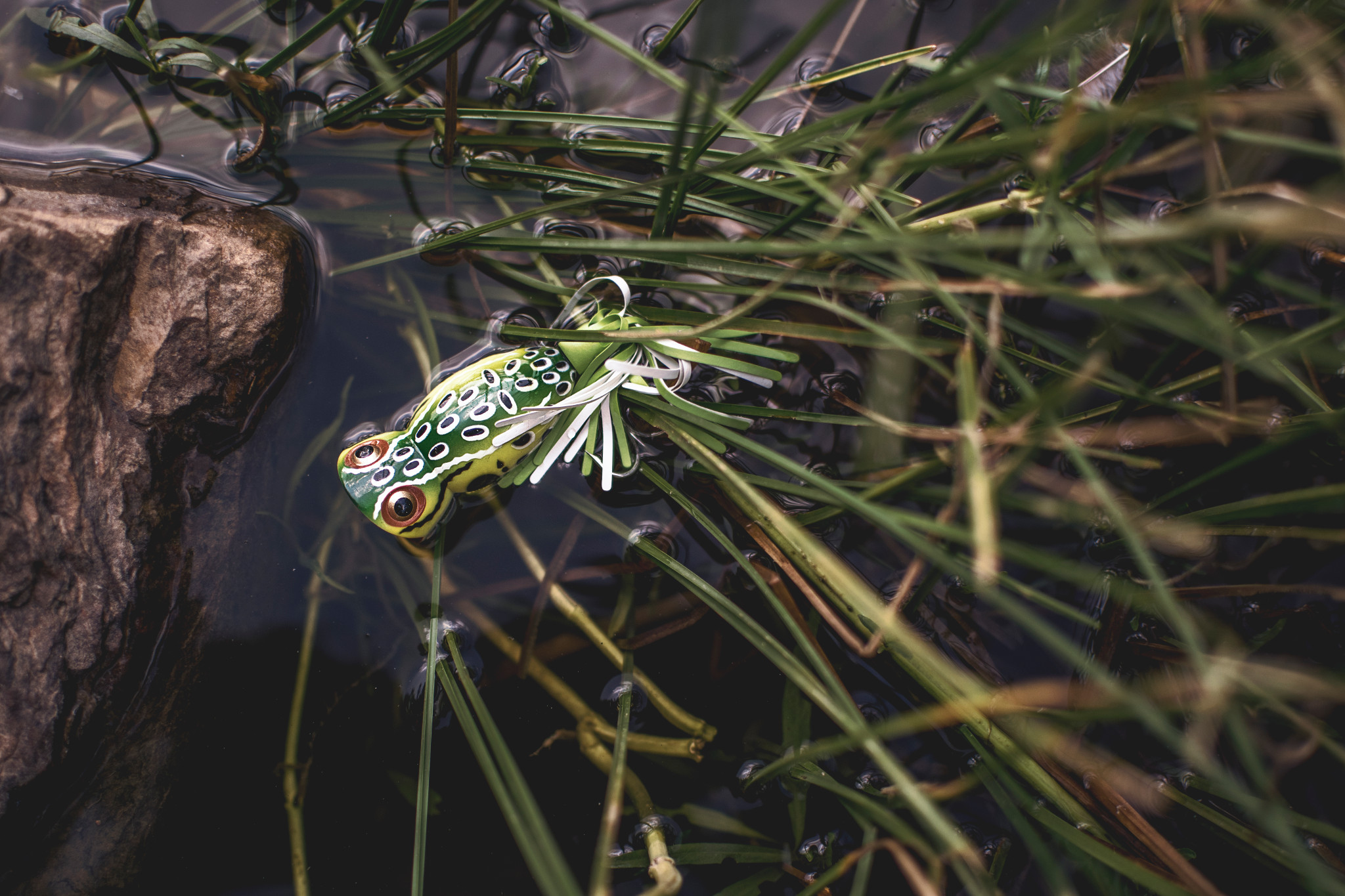 Amazon.com: Arbogast