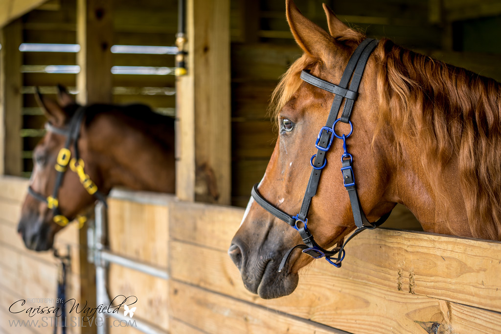 Amazon.com: Show Stopper Supply: Grooming Shears & Accessories