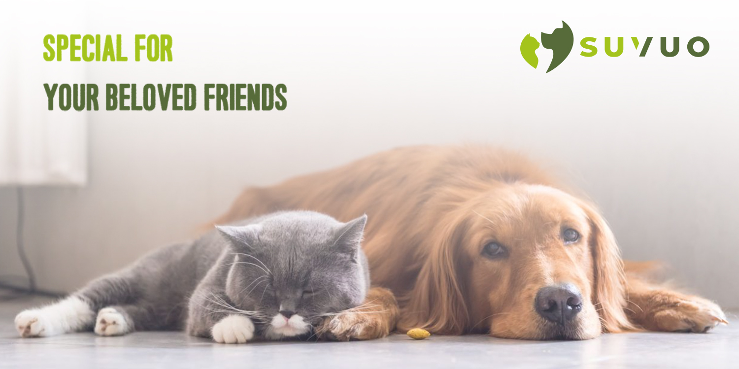 Amazon.com: Special for Your Beloved Pet