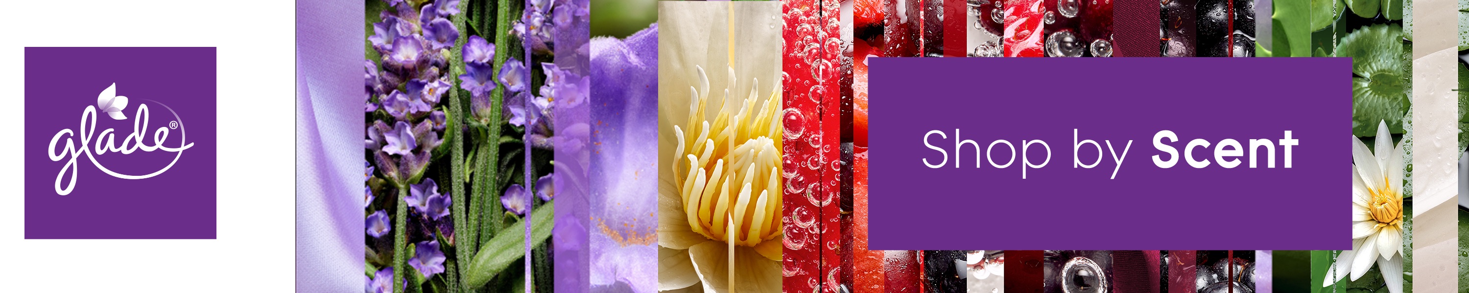 Amazon.com: Glade: Fragrances