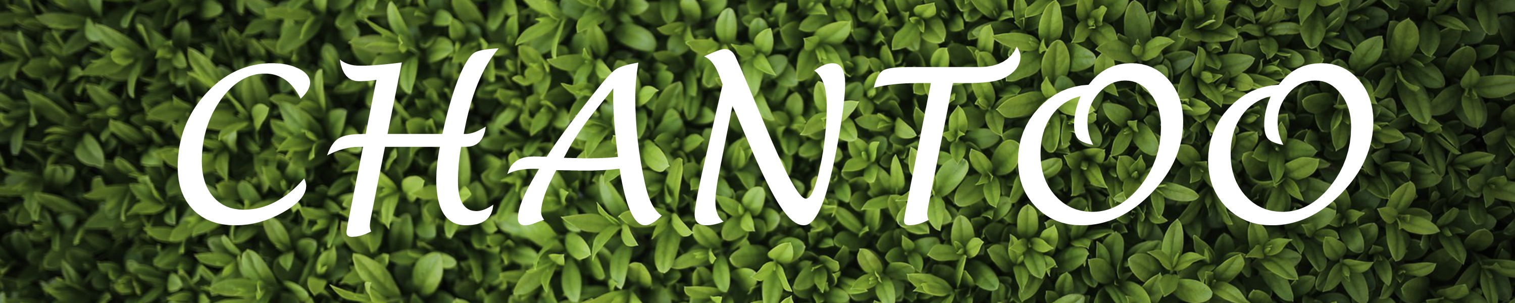 Amazon.com: Chantoo: Olive Tree