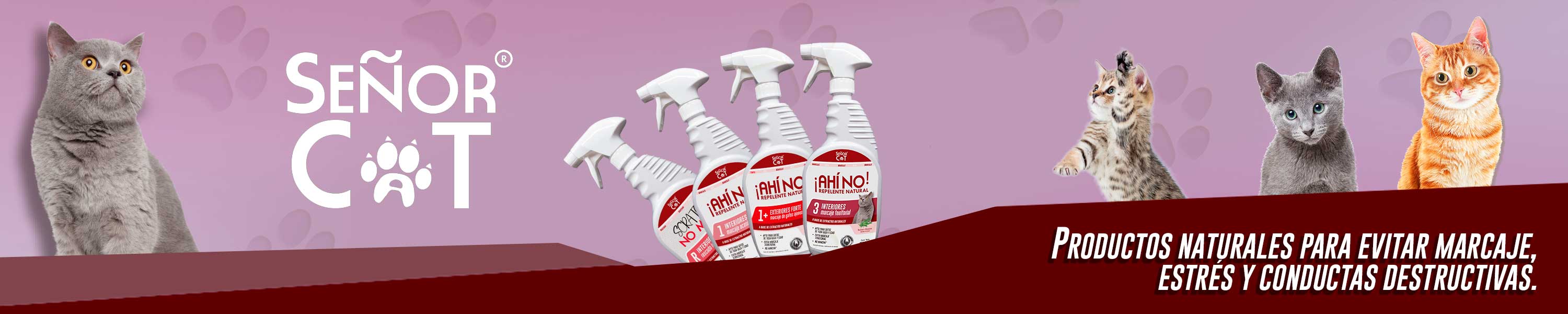 Amazon.com.mx: Señor Cat