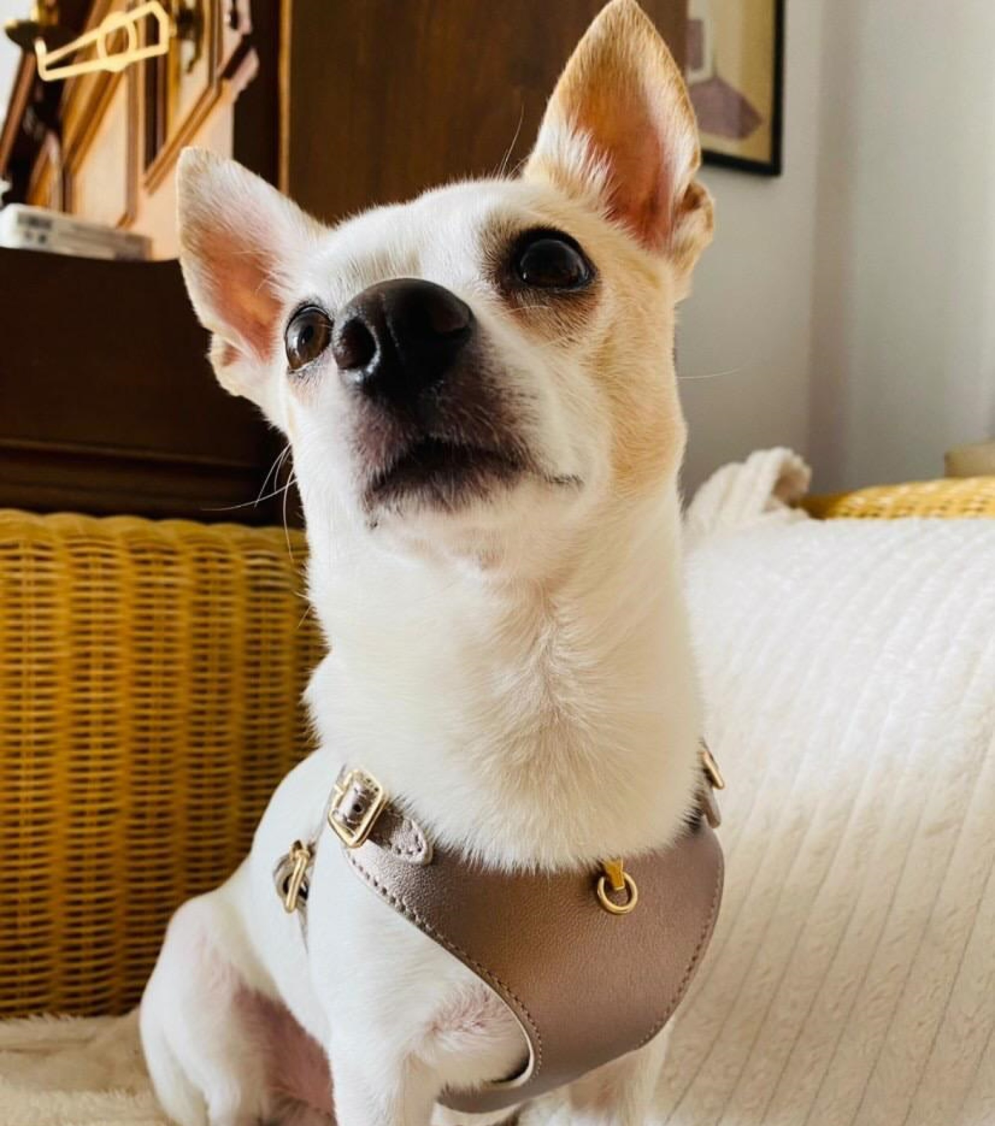 Amazon.com: BECHIVA Small Pets Accessories