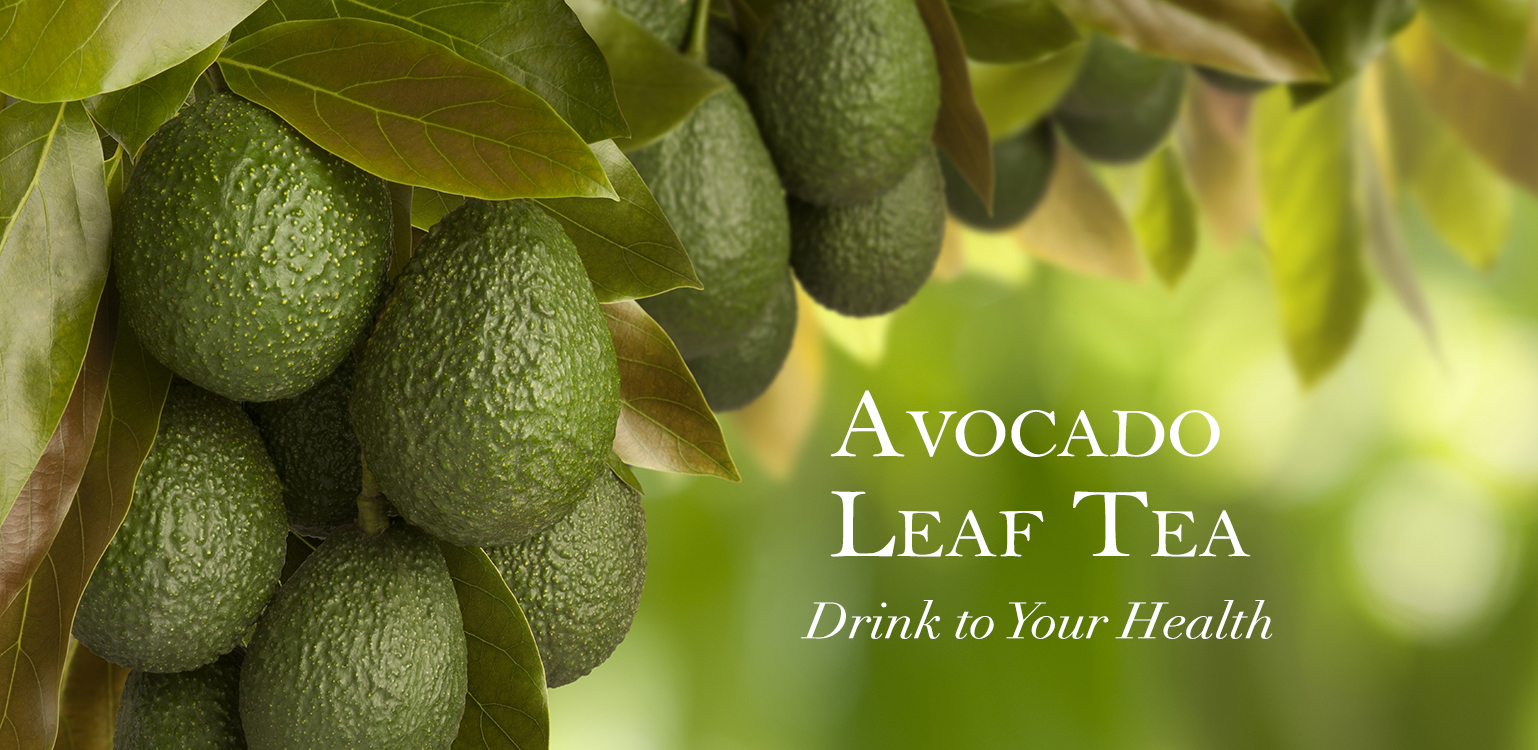 Amazon.com: Avocado Leaf Tea
