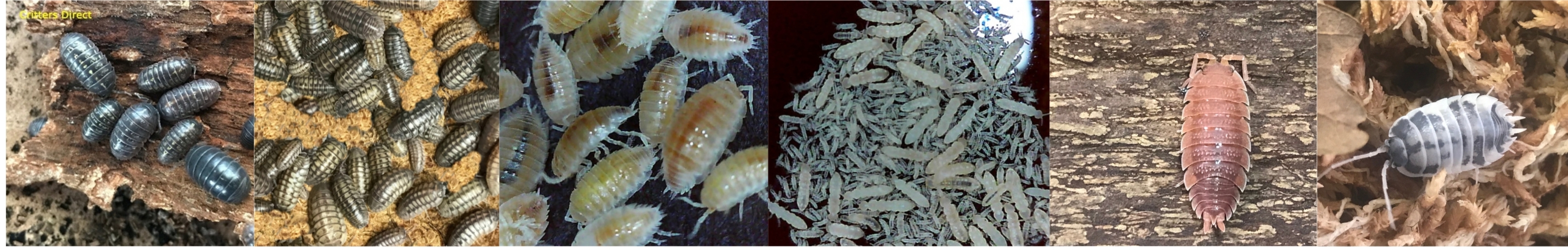 Amazon.com: Critters Direct: Freshwater Scuds