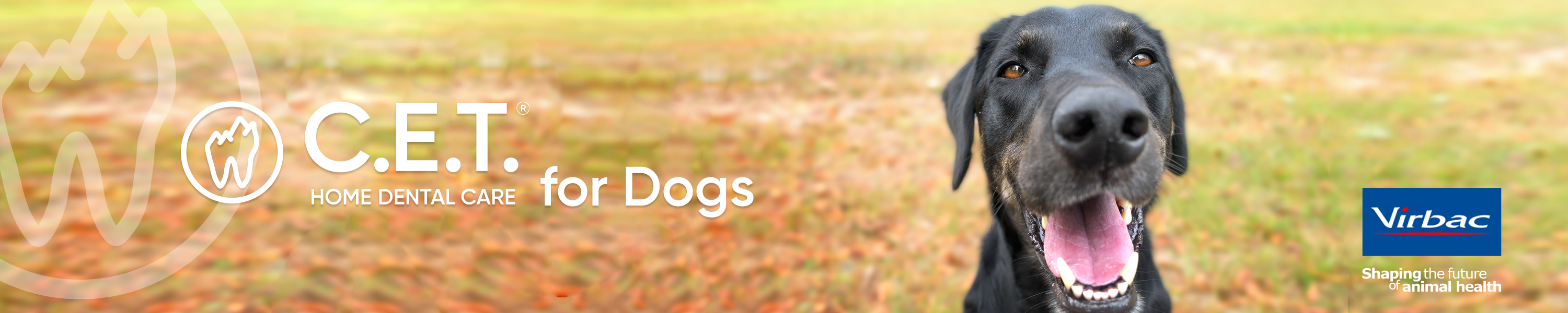 Amazon.com: Virbac: DOG DENTAL