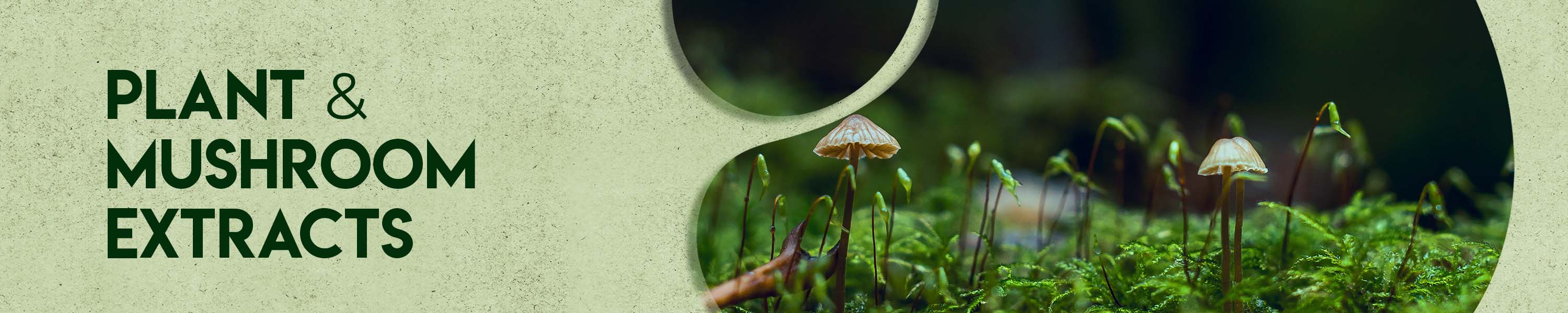 Amazon.ca: HAVN LIFE: Plant & Mushroom Extracts