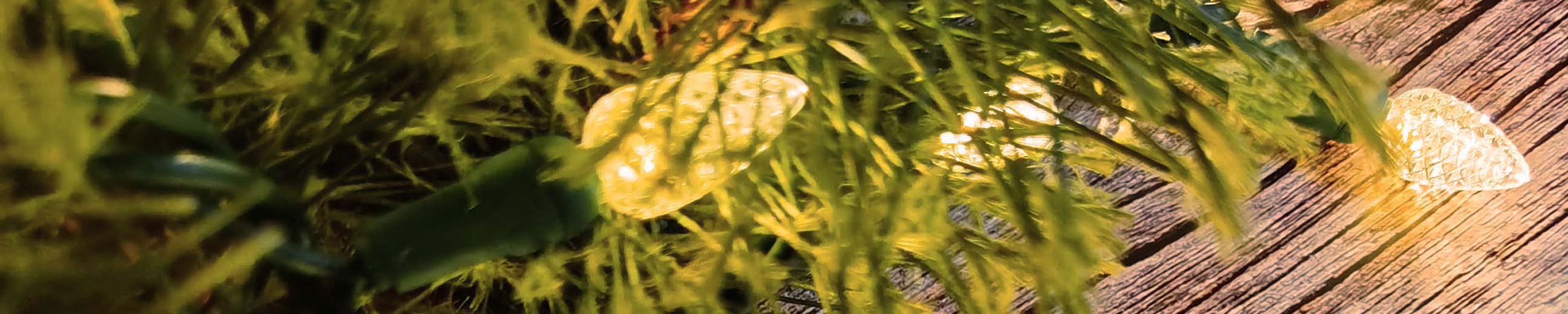 Amazon.com: Dalla Costa: C3 LED Christmas Light Strings