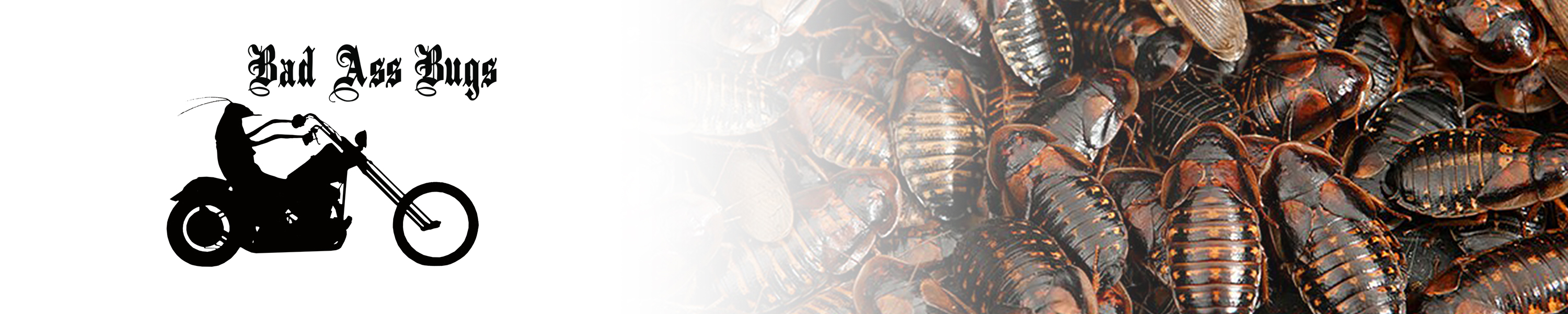 Amazon.com: Bad Ass Bugs: WildBerry Dubia Roach Chow