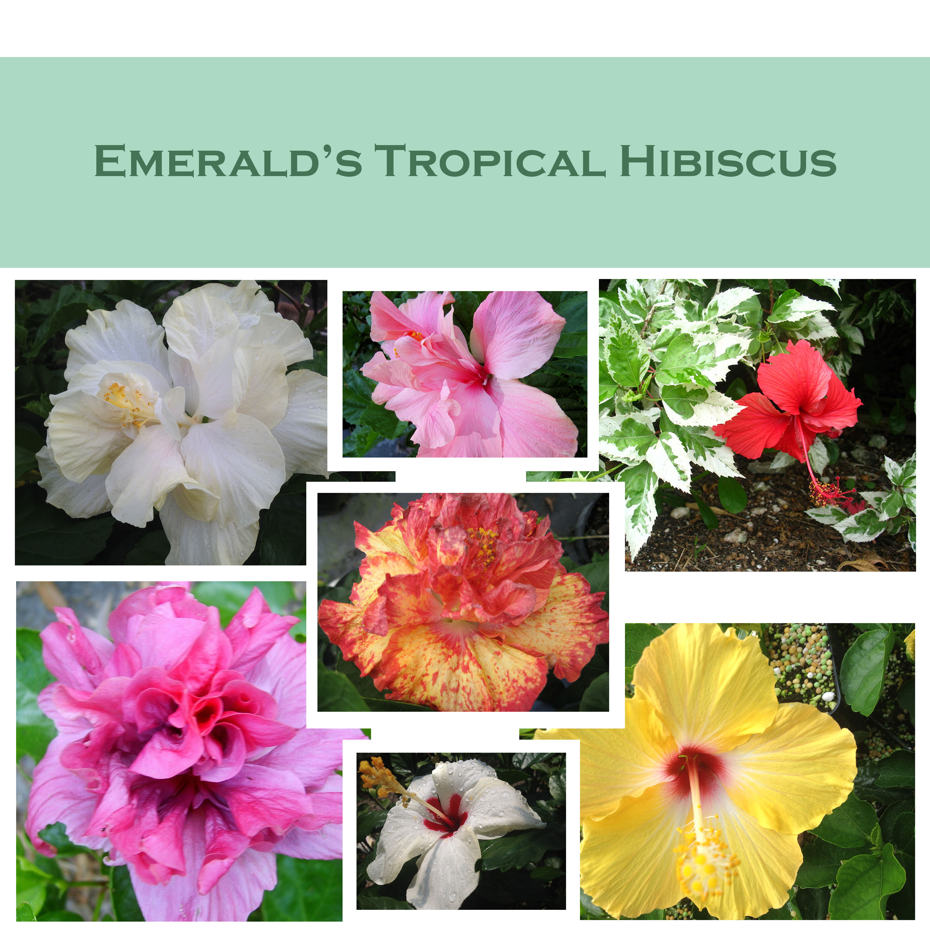 jenis jenis bunga di malaysia - racun shopee promo indonesia