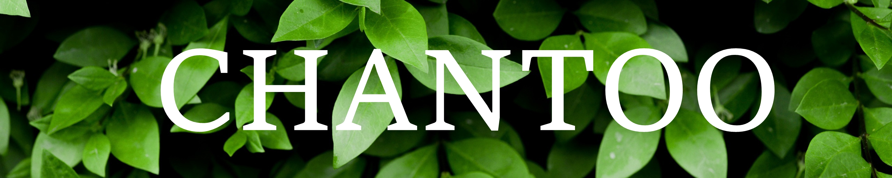 Amazon.com: Chantoo: Ficus Tree