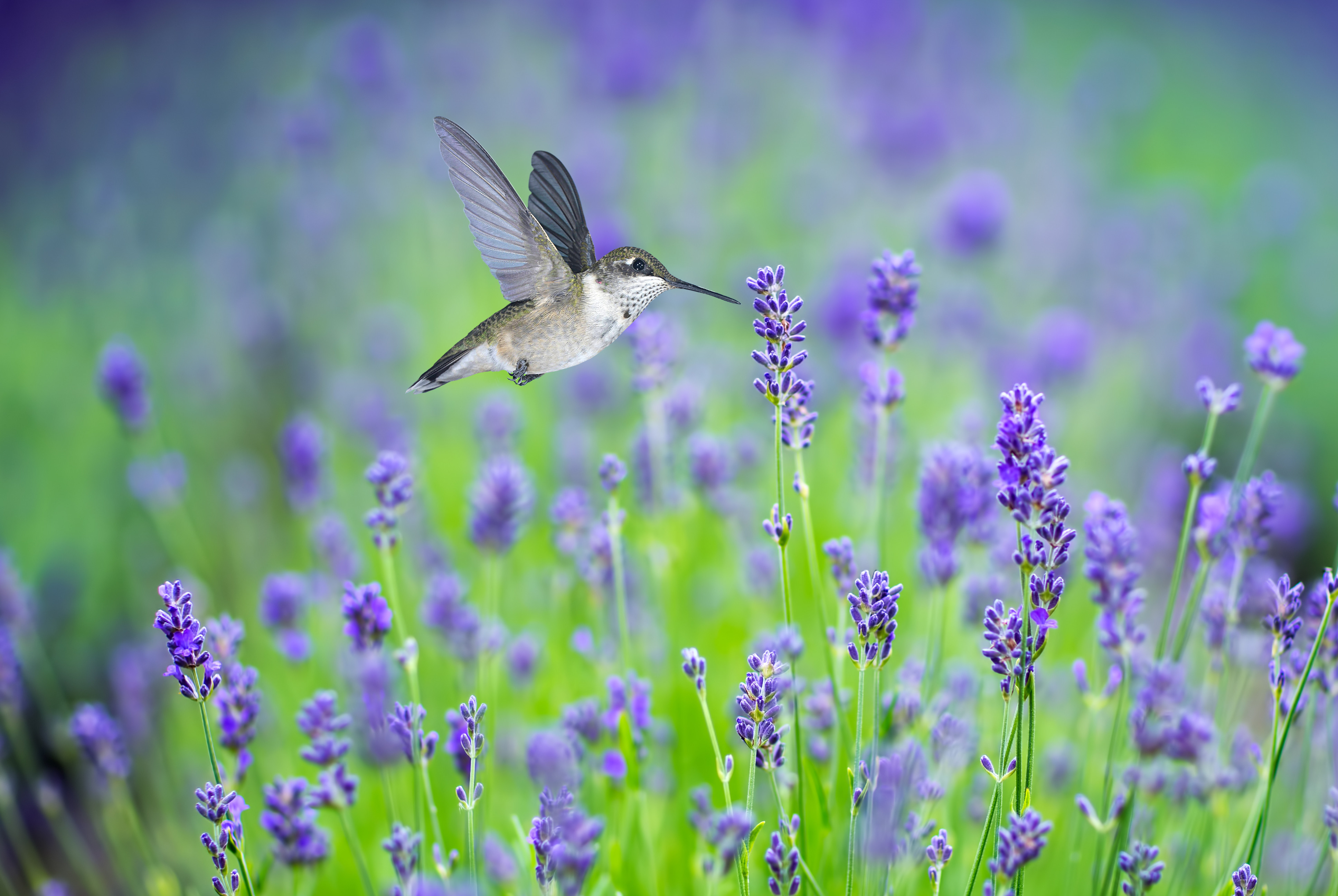 Amazon.com: Pickako: SPRING 1