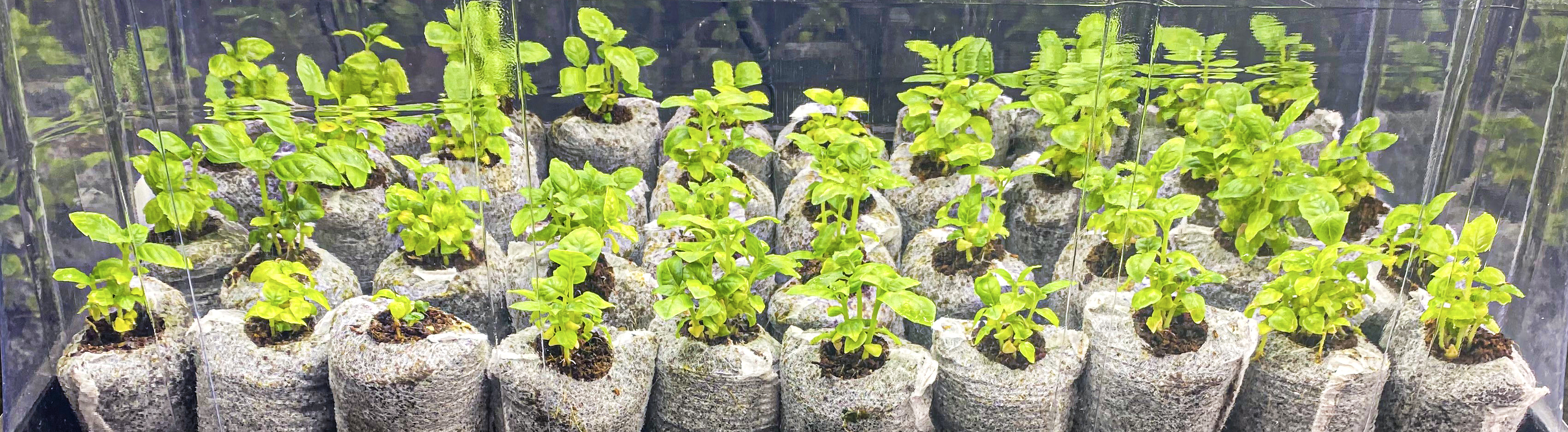 Amazon.com: Viagrow: Viagrow Seedling Station