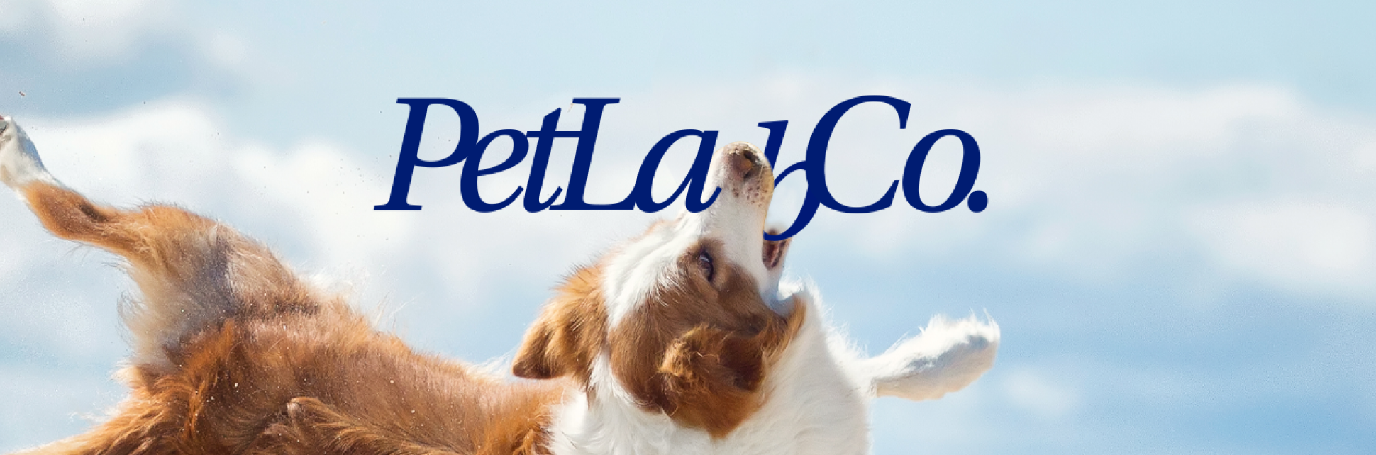 Amazon.com: Petlab Co: Healthy Treats