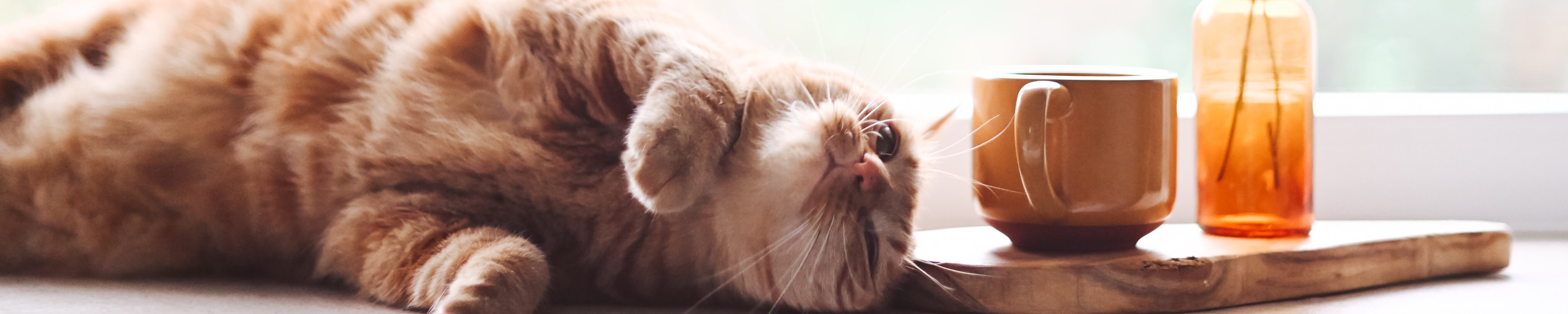 Amazon.com: AOKOEE PET HOME: Plaid Cat Collar