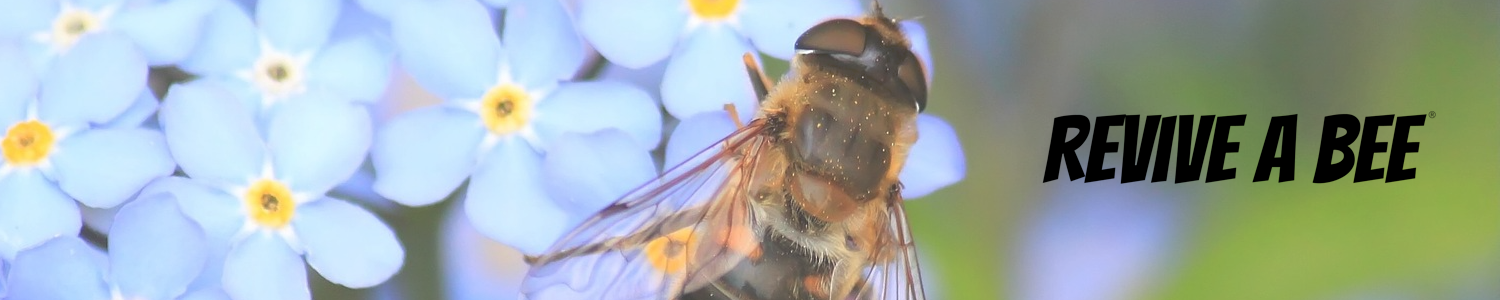 Amazon.com: Revive a Bee: Bee Revival Kits