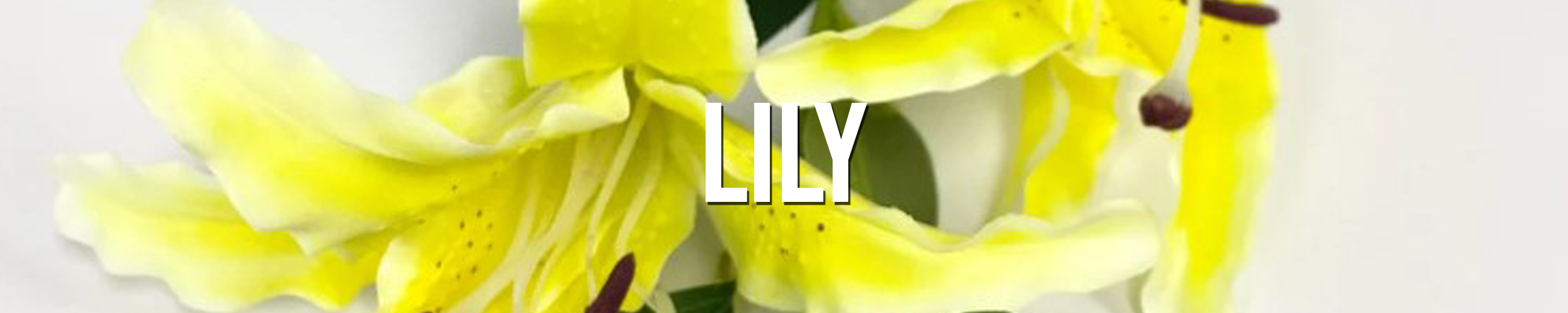 Amazon.com: Angel Isabella: Lily