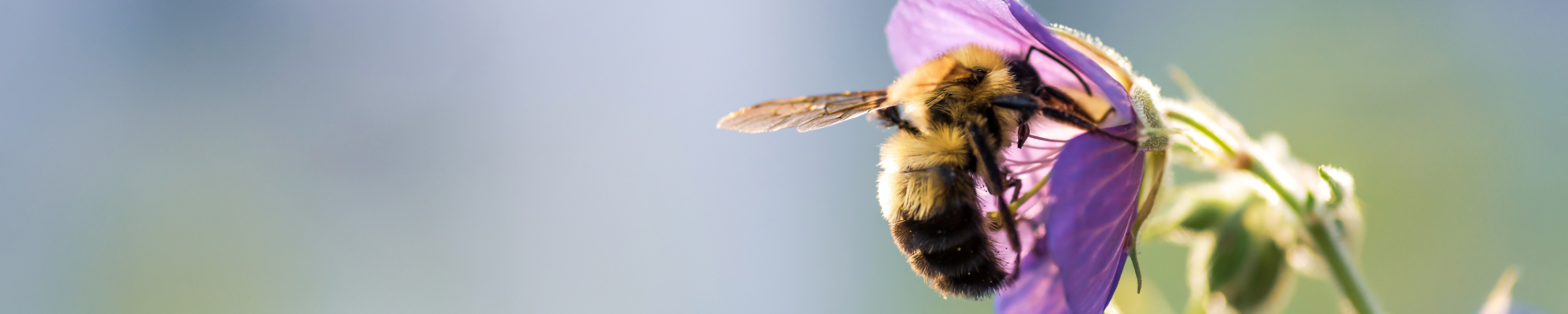 Amazon.com: Bebidas Hit: Bees, fruits & Hit