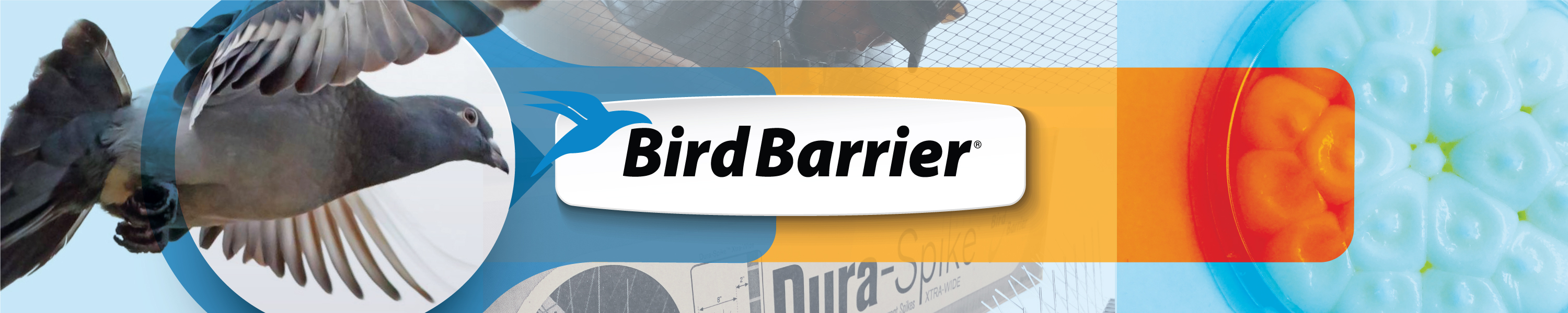 Amazon.com: Bird Barrier America Inc.: Bird Spikes