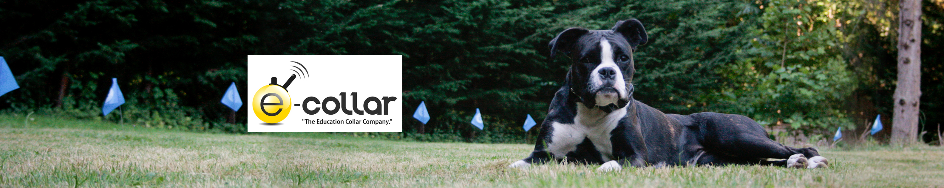 Amazon.com: E-Collar Educator: E - Fence Pet Containment