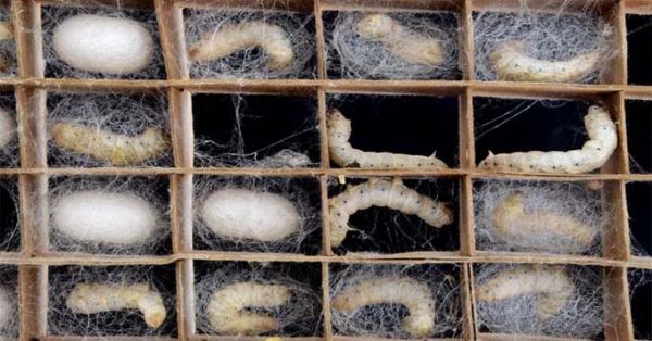 Amazon.com: Educational Science: Silkworm Rearing Kits