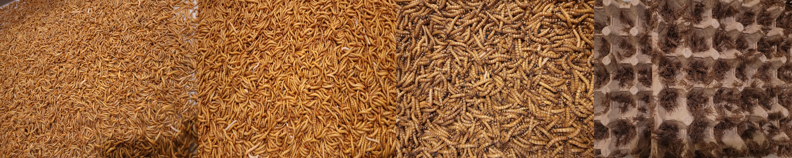Amazon.com: Predator Foods