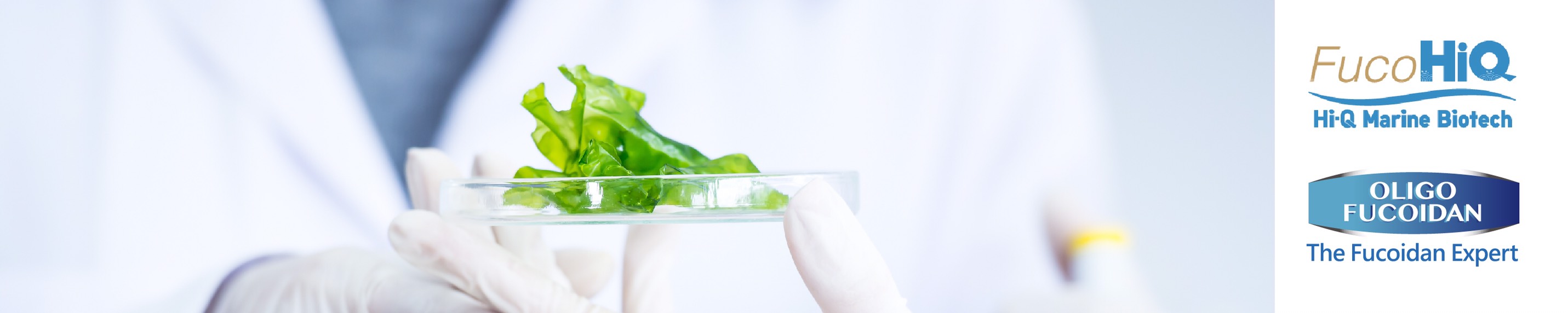 Amazon.com: FUCOHIQ® Hi-Q Marine Biotech: Oncofuco® Oligo Fucoidan