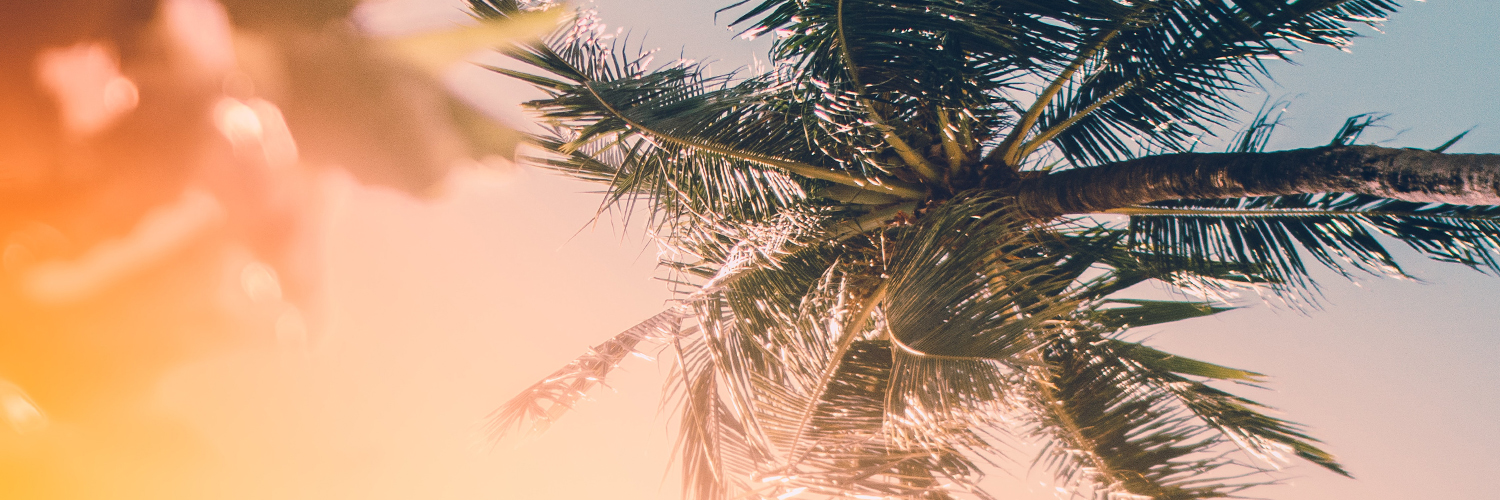 Amazon.com: Wanderer: Curated Sets