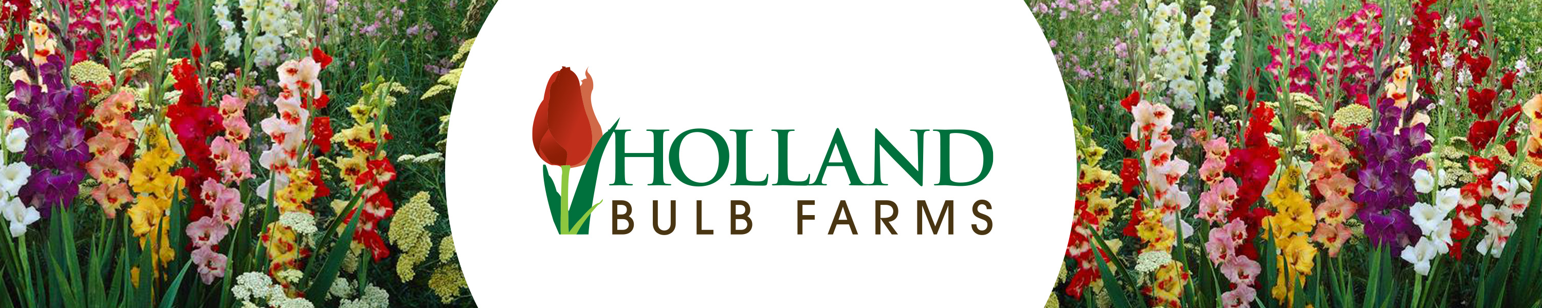 Amazon.com: Holland Bulb Farms: Spring & Summer Planted Bulbs