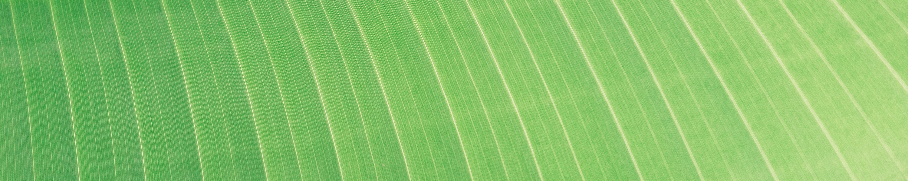 Amazon.com: TRIPLE LEAVES BRAND