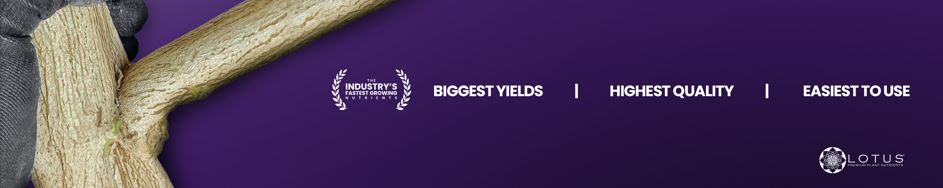 Amazon.com: Lotus: Lotus Pro Series Intro Pack