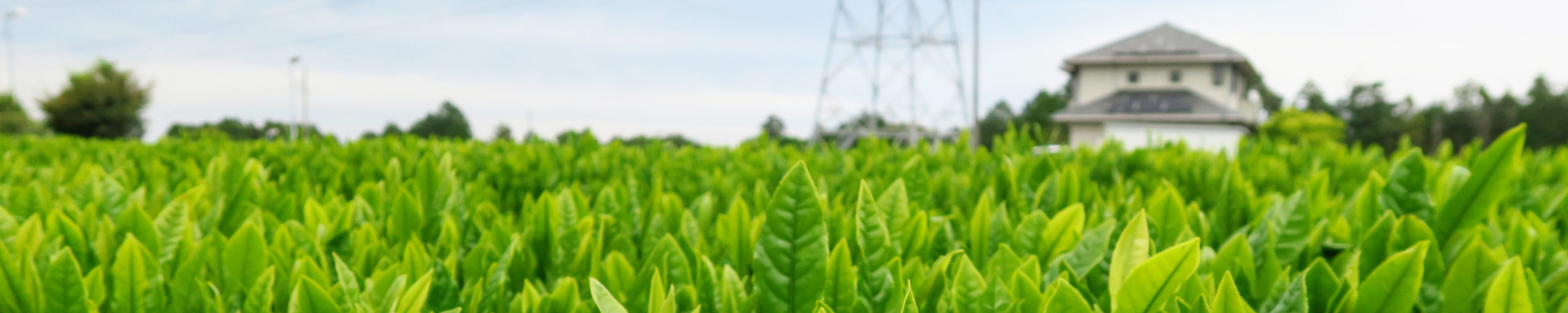 Amazon.com: Senbird Tea: Teaware