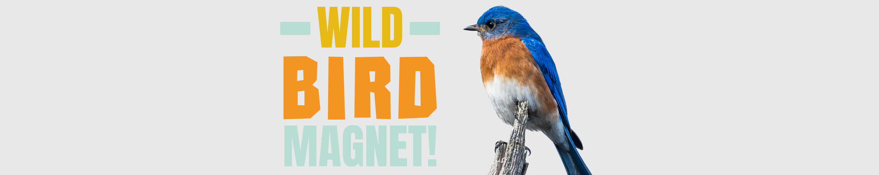 Amazon.com: The Honest Worm: Wild Bird Magnet
