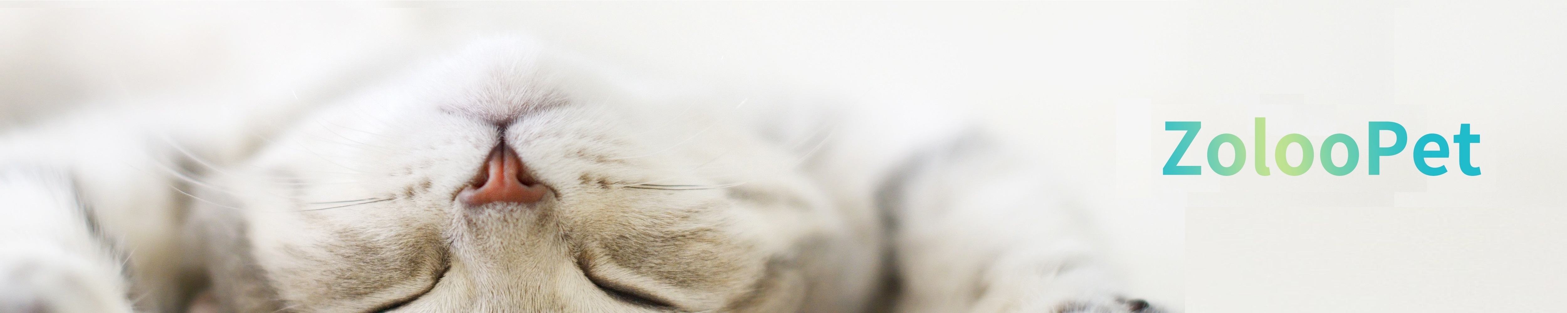 Amazon.com: ZolooPet: TikTok Famous