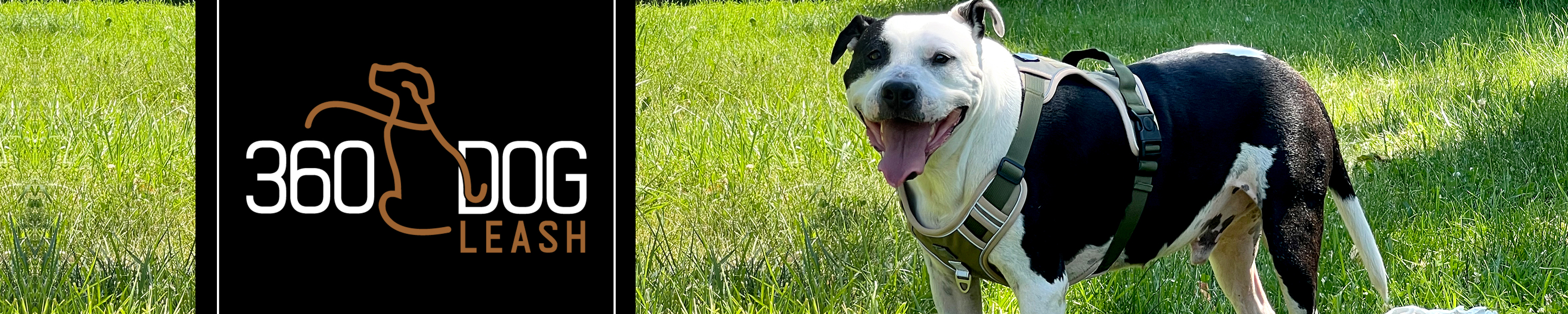 Amazon.com: 360 DOG LEASH: Harnesses