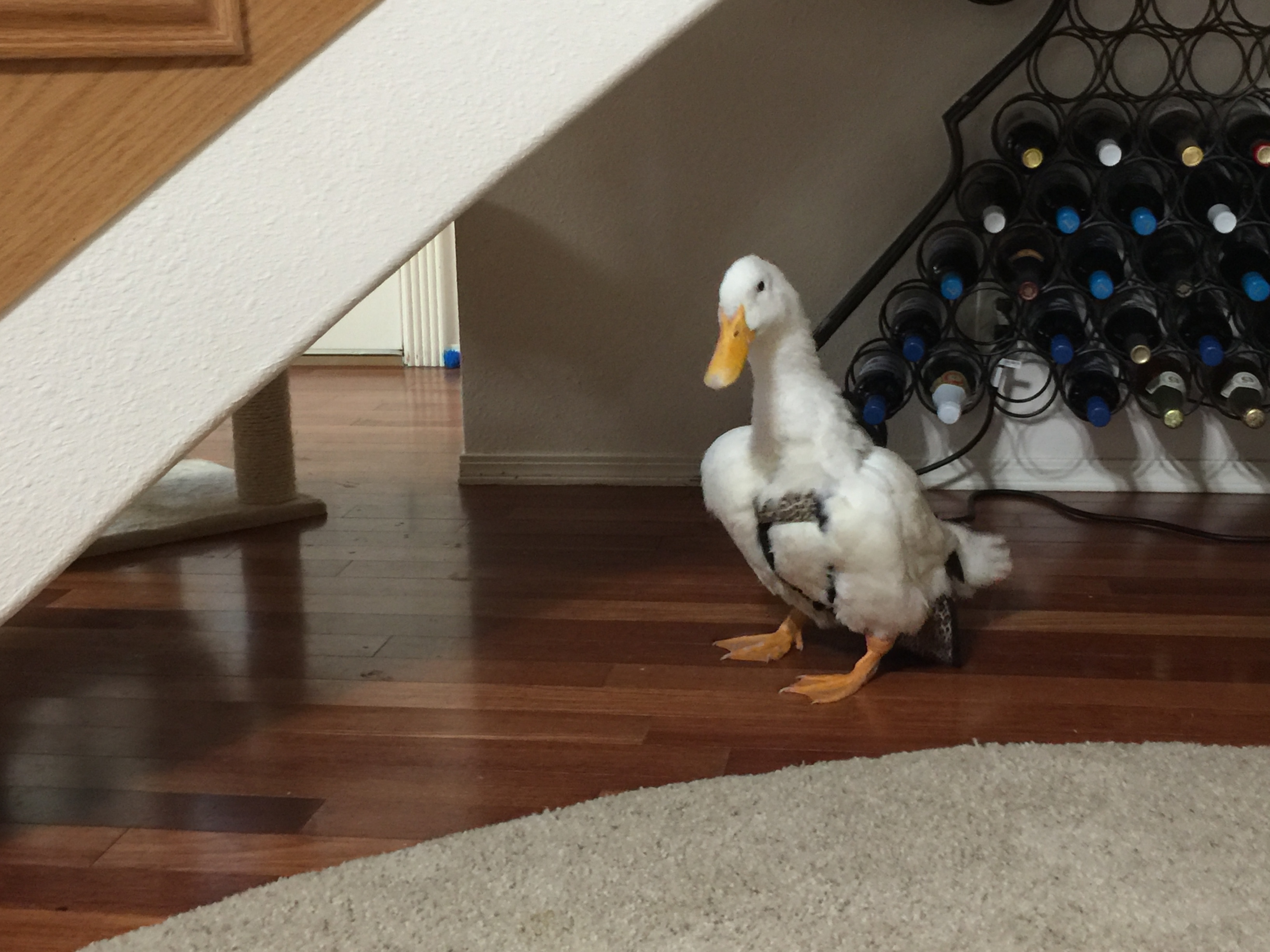 Amazon.com: Hen Holster: Diapers for pekin ducks