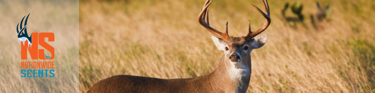 Amazon.com: Nationwide Scents: Buck Urine