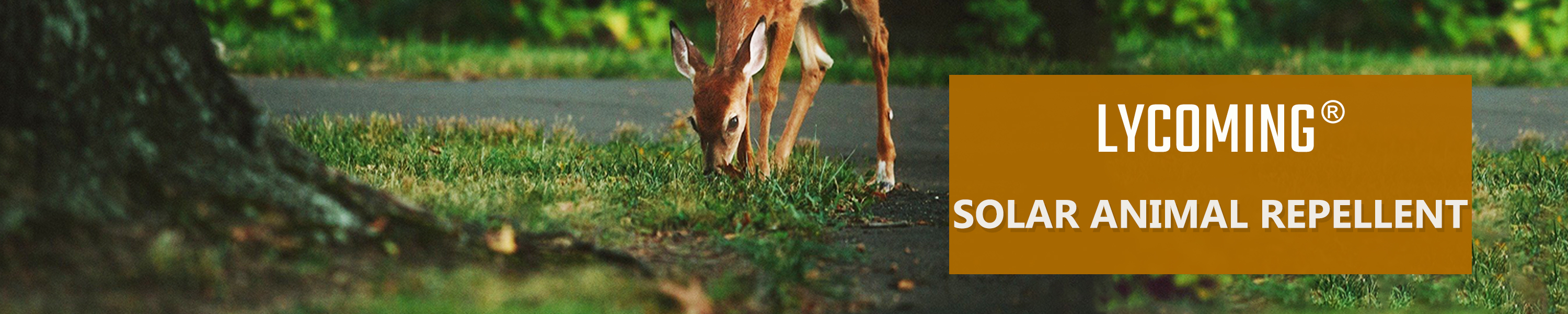 Amazon.com: Lycoming