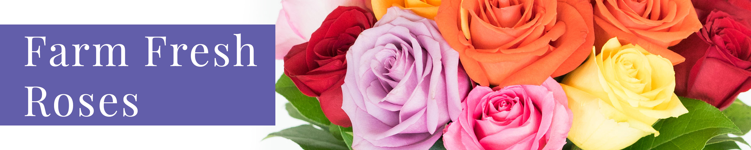 Amazon.com: From You Flowers: Farm Fresh Roses
