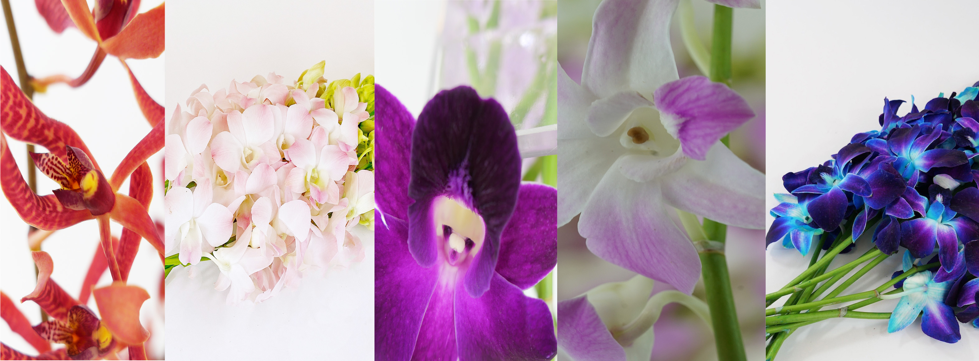 Amazon.com: Athena's Garden: Fresh Cut Orchids