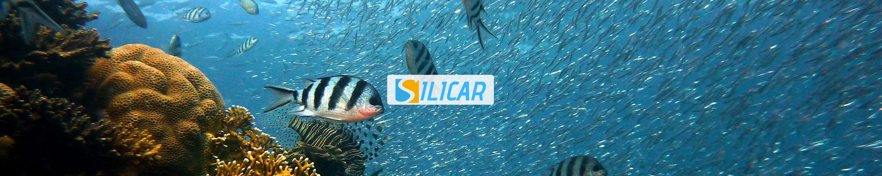 Amazon.com: SILICAR: AQUARIUM SUPPLIES