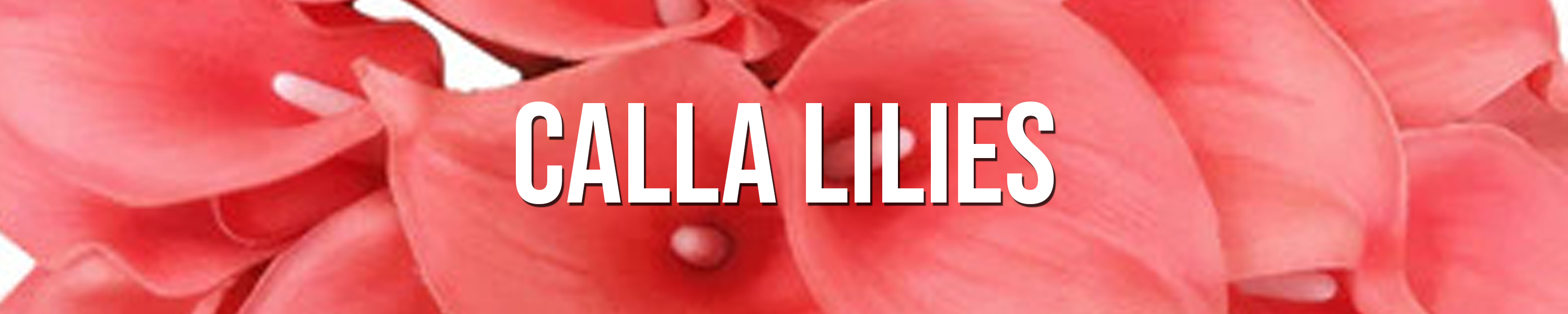 Amazon.com: Angel Isabella: Calla Lily